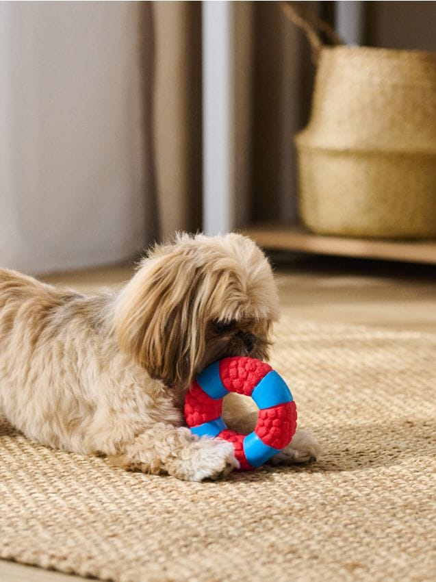 Sinsay - Igračka za pse crvena SS 2026 199DY-33X