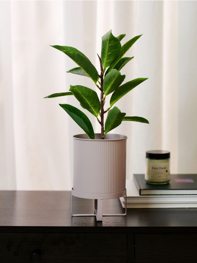 Roślina ozdobna Kolor zielony - SINSAY - 2289U-79X