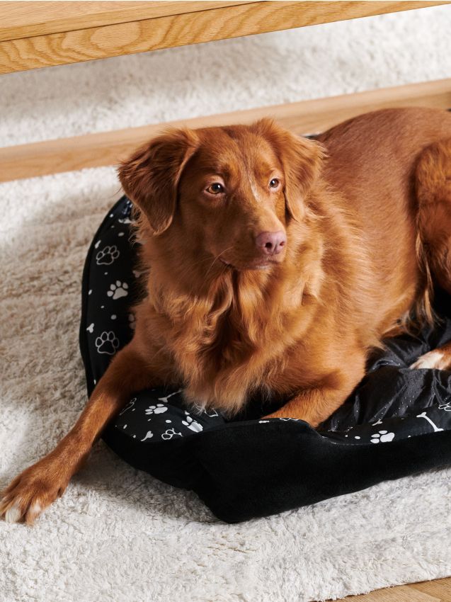 Pelíšek Barva černá - SINSAY - 306EJ-99X