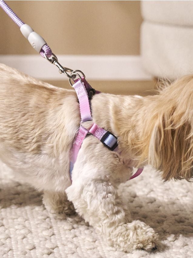 Ham pentru câine Culoare multicolor - SINSAY - 998BV-MLC